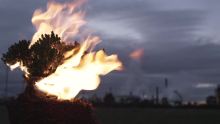 Tree Burn - TVCBOOK
