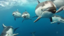 GoPro - Swimming with Dolphins TV Commercial-7zfsRsPUQkM - TVCBOOK